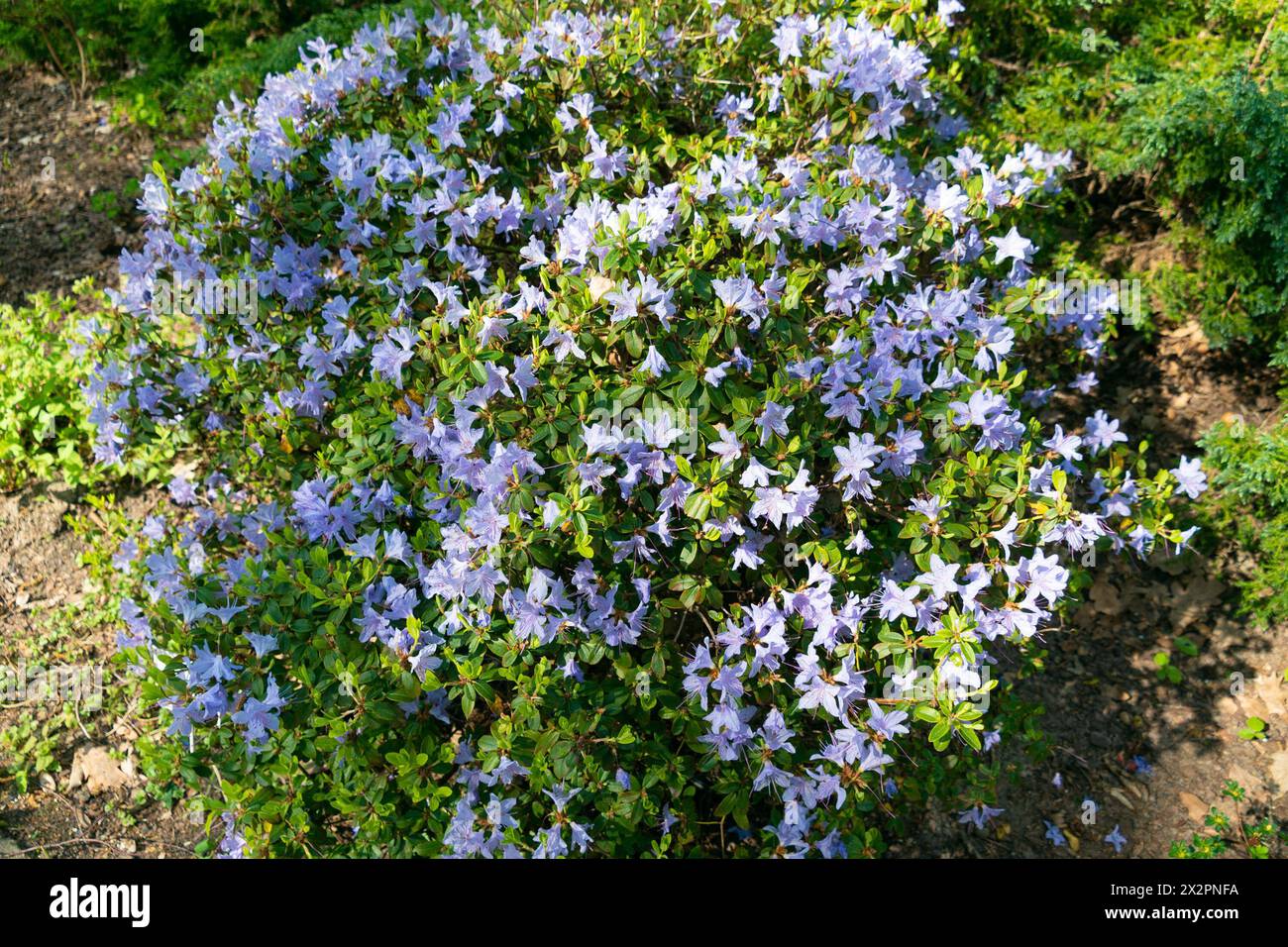 Beautiful blue flowers of Rhododendron impeditum. Spring bloom. Floral ...