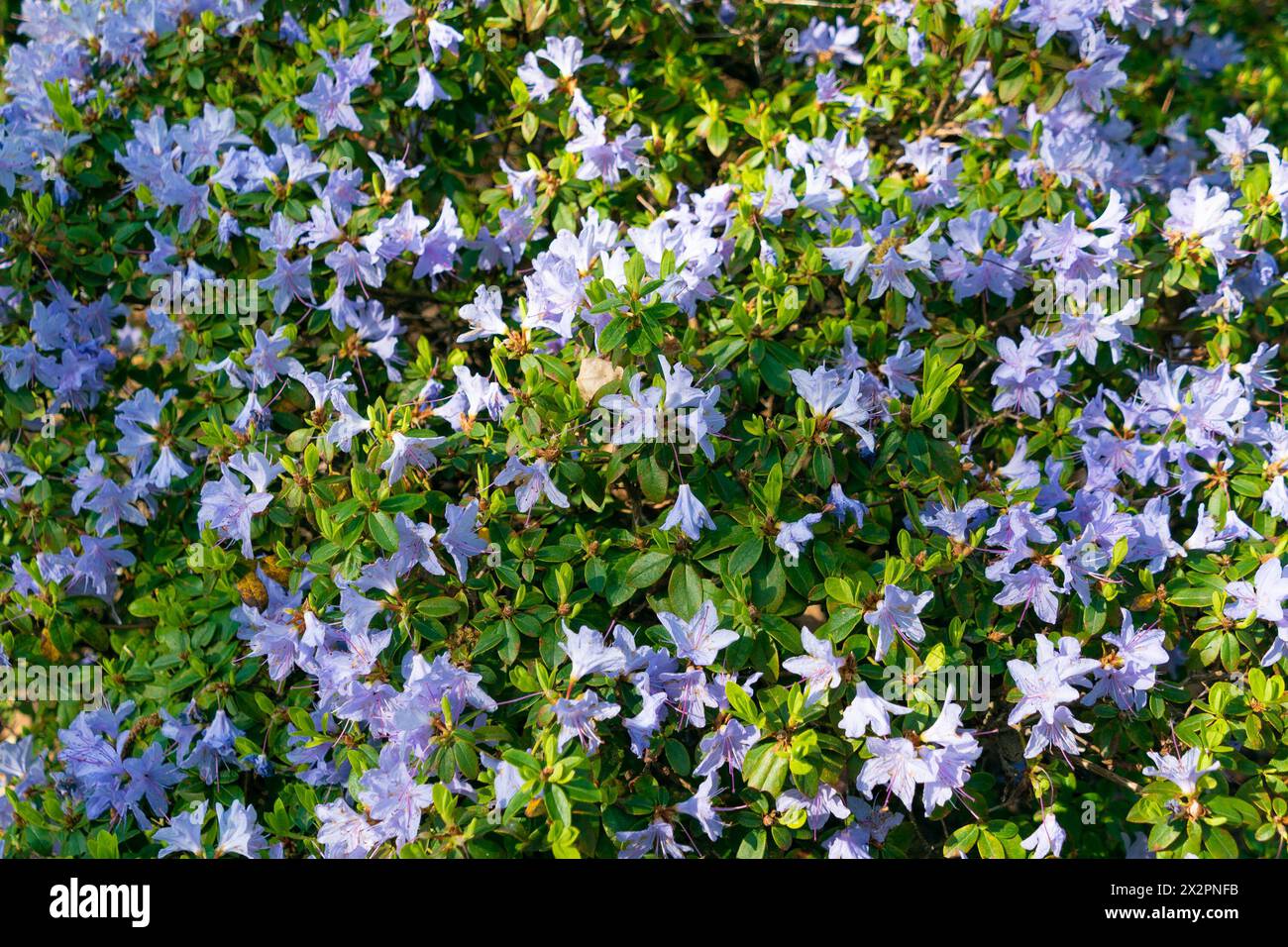 Beautiful blue flowers of Rhododendron impeditum. Spring bloom. Floral ...