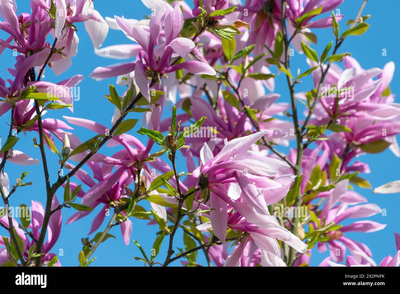 Beautiful pink flowers of Magnolia liliiflora. Spring bloom. Spring ...