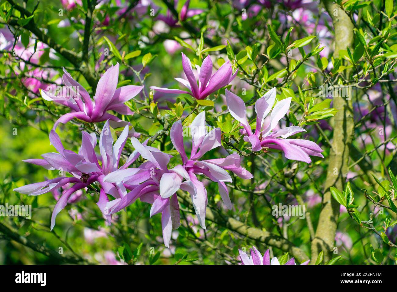 Beautiful pink flowers of Magnolia liliiflora. Spring bloom. Spring ...