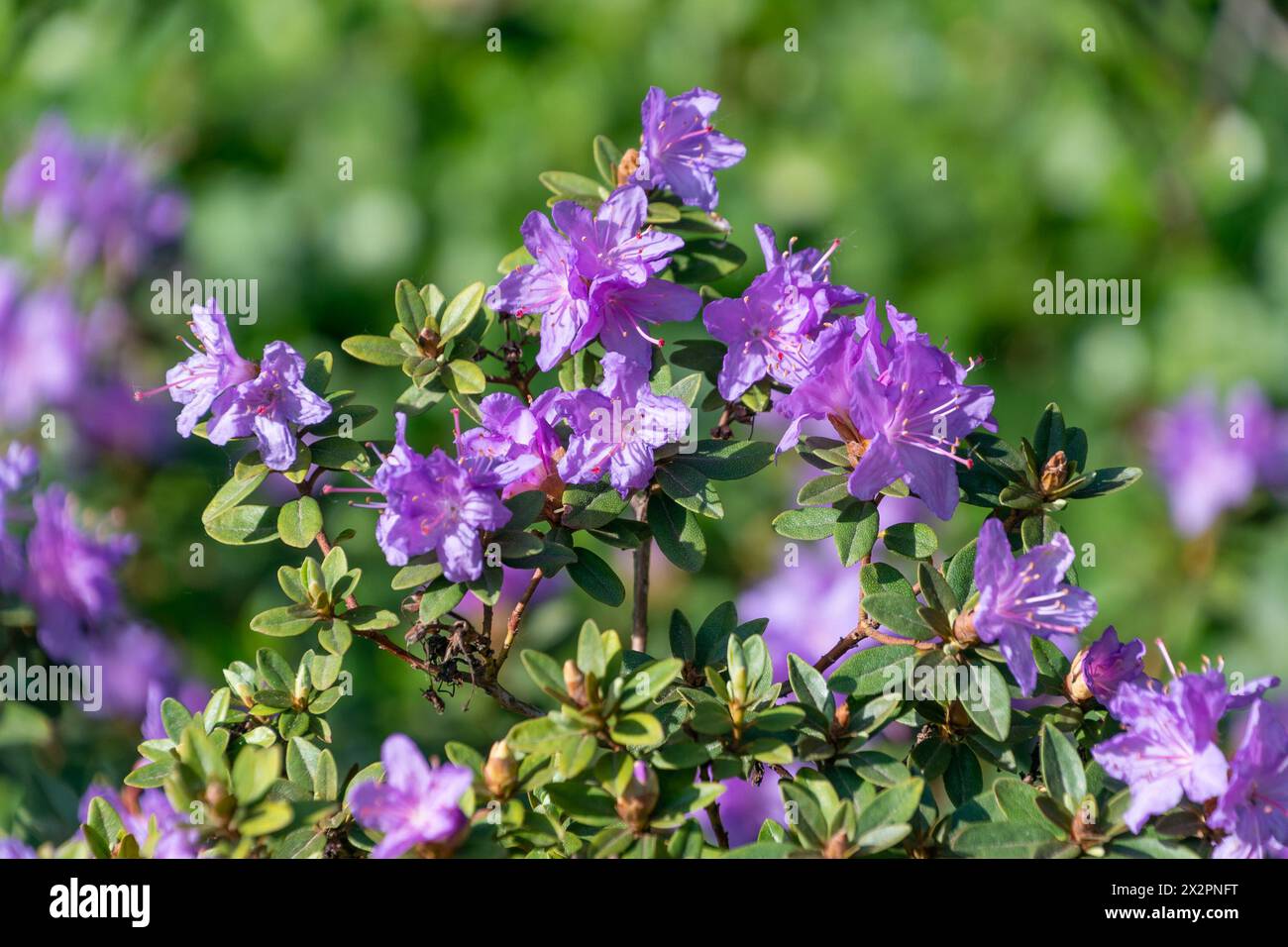 Beautiful purple flowers of Rhododendron impeditum. Spring bloom ...