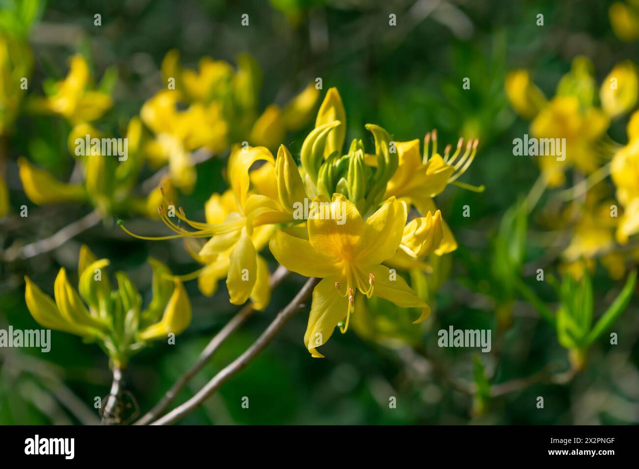Beautiful yellow flowers of Rhododendron luteum. the yellow azalea or ...