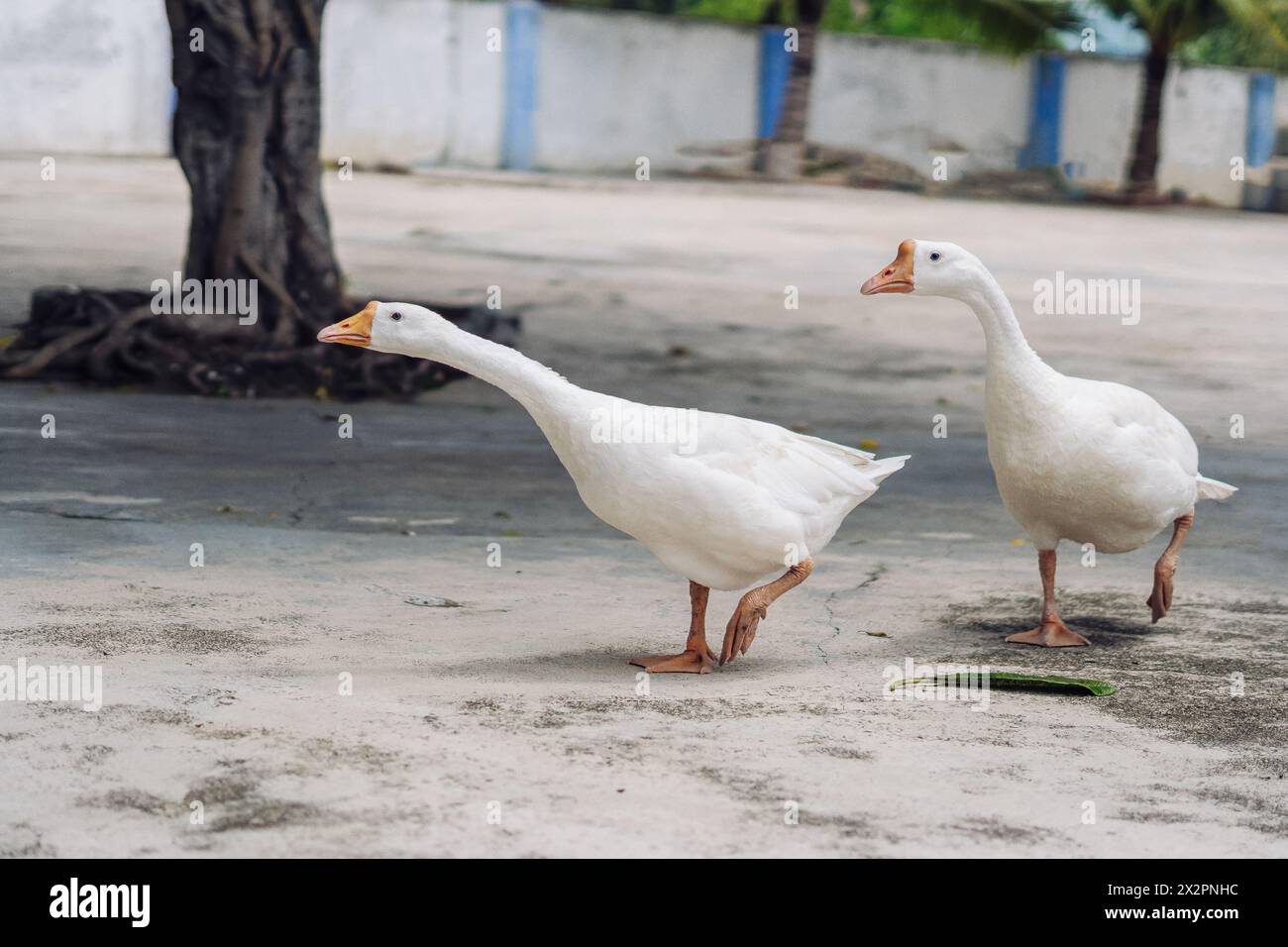 Craned neck hi-res stock photography and images - Alamy