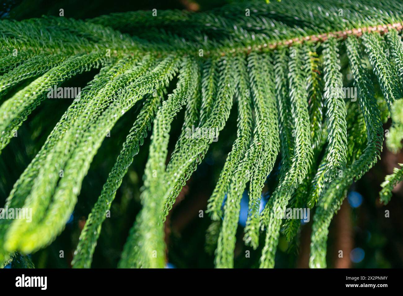 Green branch of a coniferous tree. Araucaria columnaris. the coral reef ...