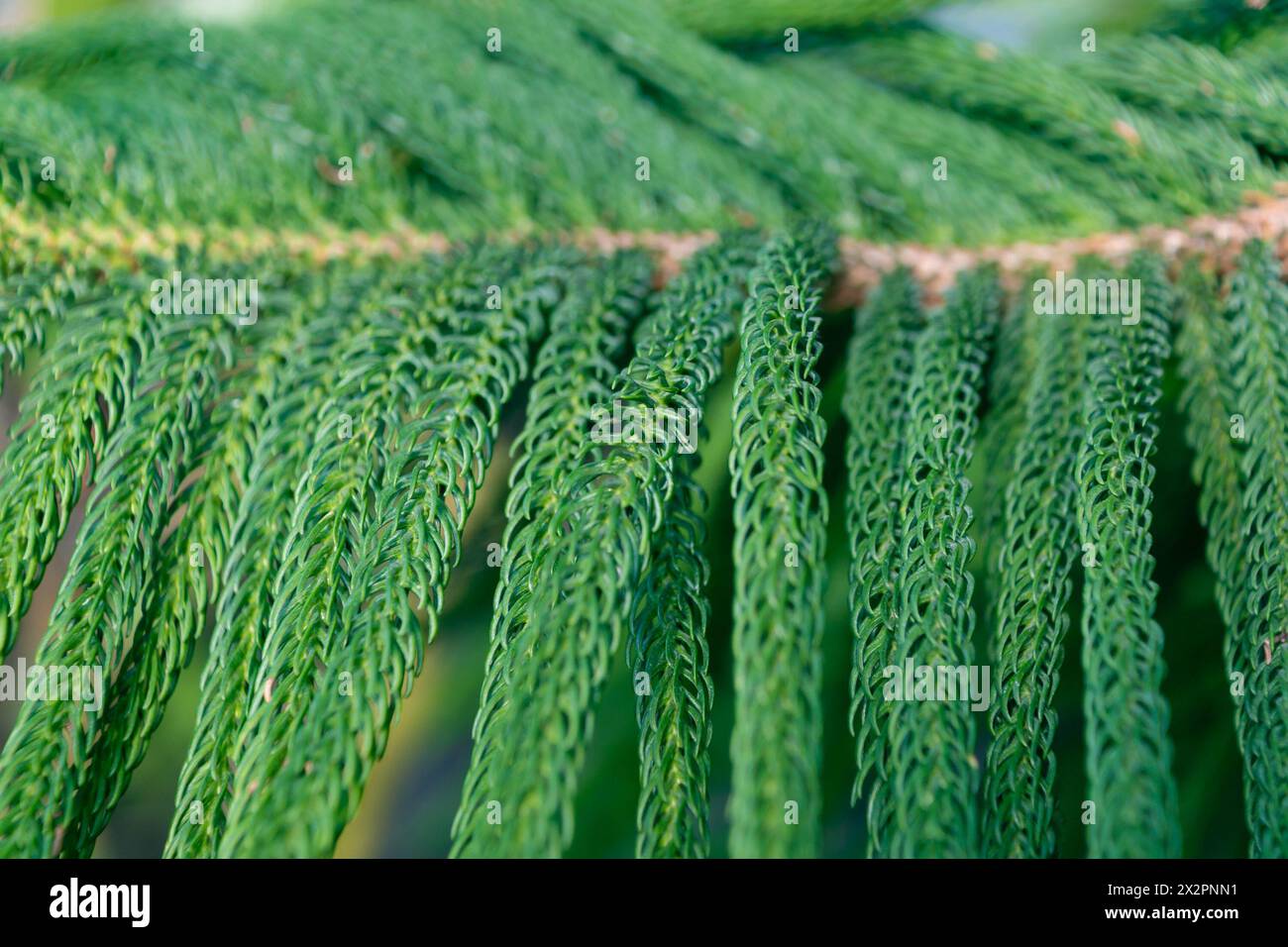 Cook pine hi-res stock photography and images - Alamy
