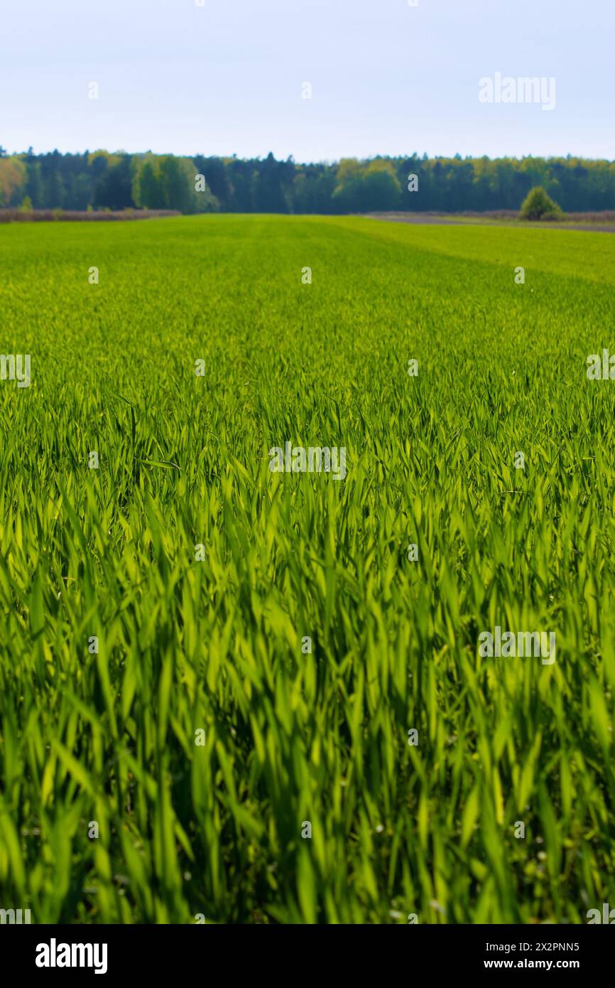 Bright green grass in the field. Spring rural landscape. Sowing the ...
