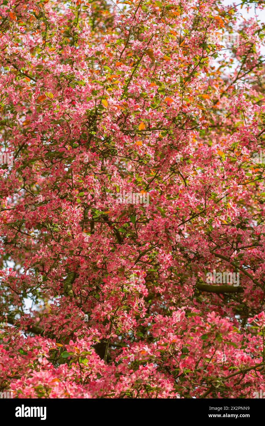 Beautiful pink flowers of Malus floribunda. Japanese flowering ...