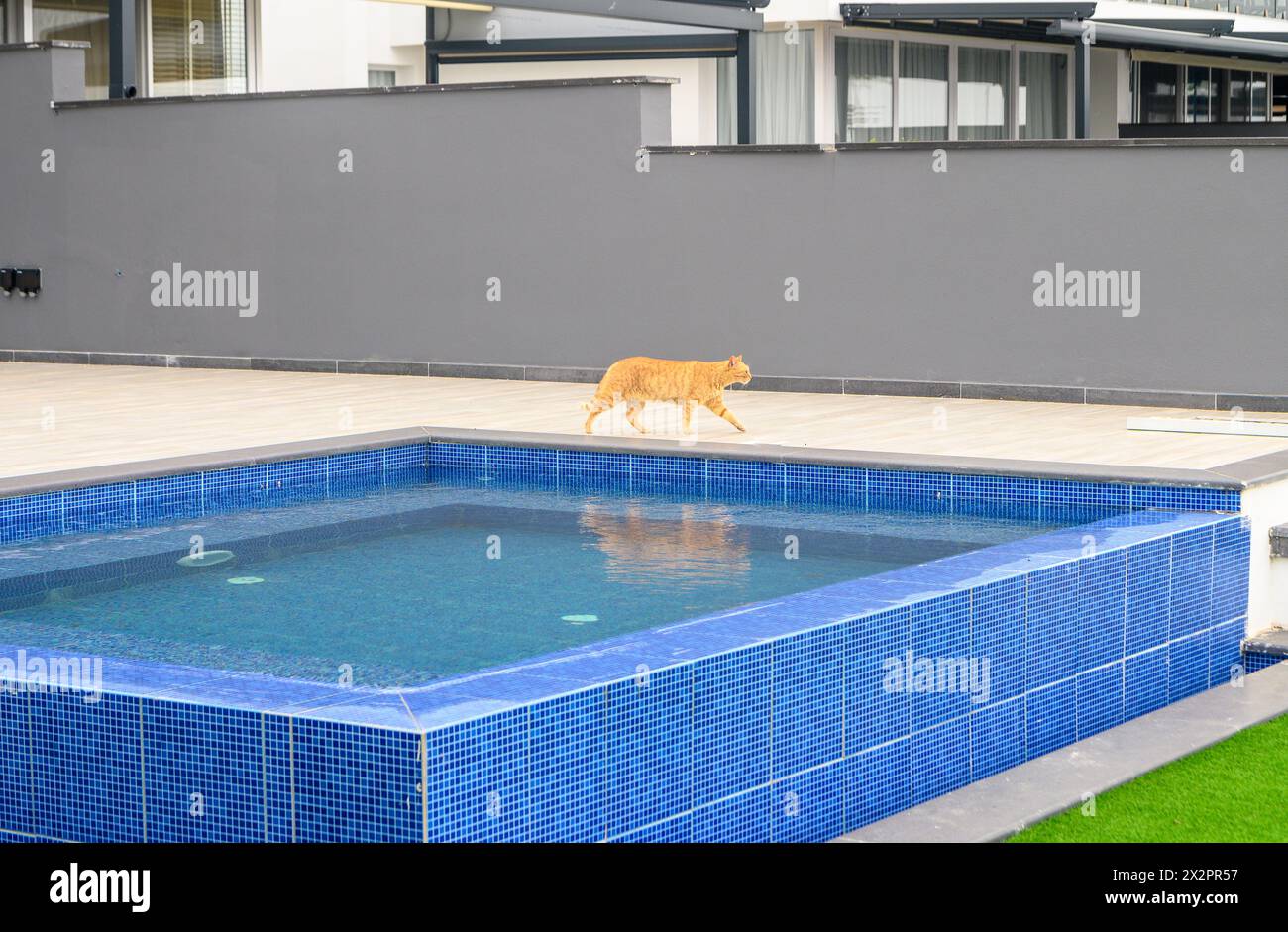 red cat walking near the pool Stock Photo - Alamy