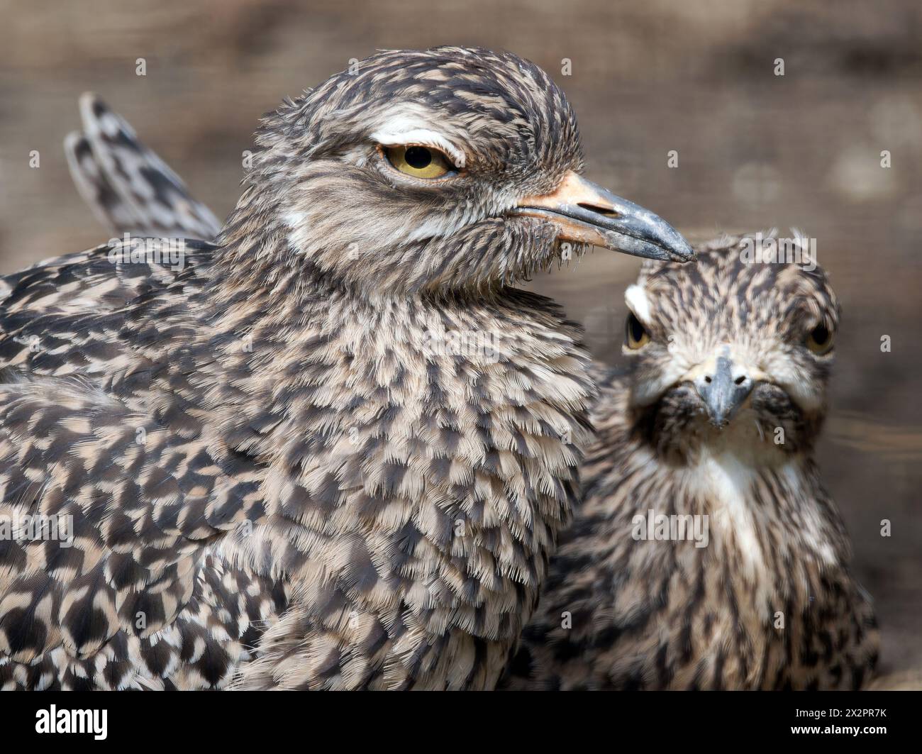 Spotted thick-knee, spotted dikkop, Cape thick-knee, Kaptriel, Œdicnème ...