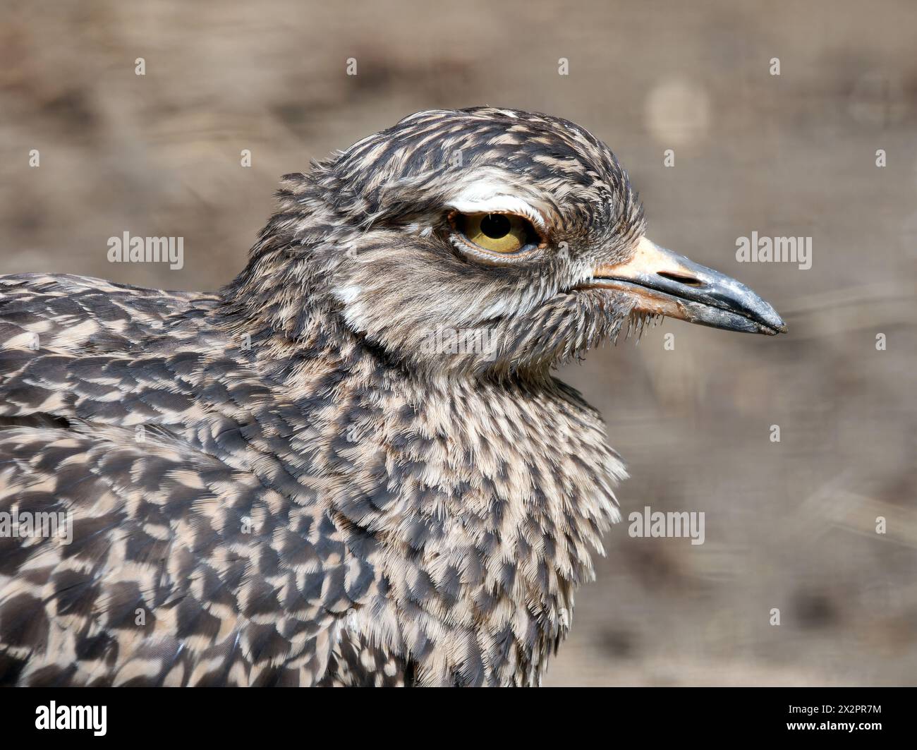 Spotted thick-knee, spotted dikkop, Cape thick-knee, Kaptriel, Œdicnème ...