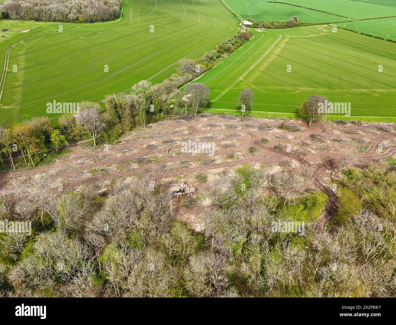 Fungal organism hi-res stock photography and images - Alamy