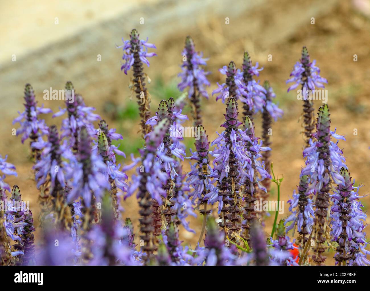 Coleus canina hi-res stock photography and images - Alamy