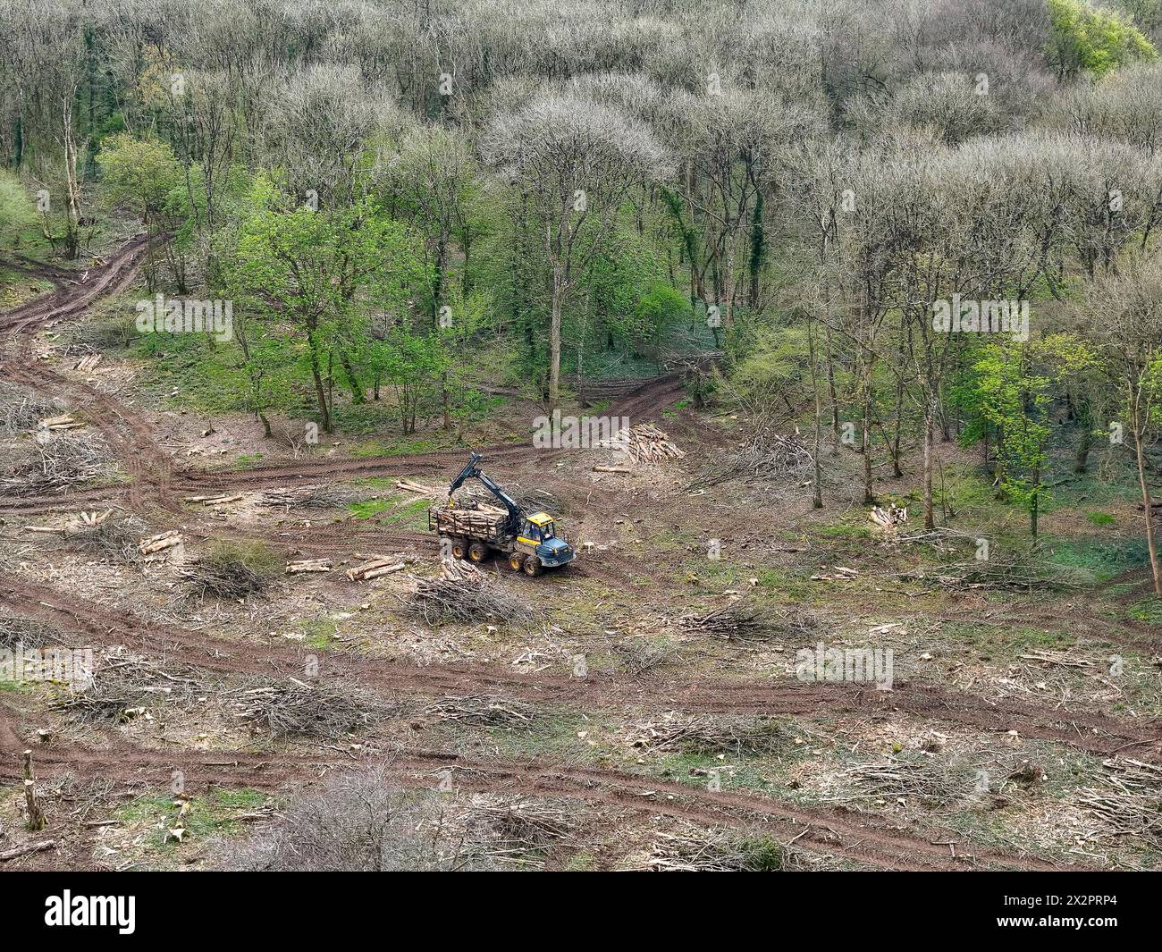 Fungal death hi-res stock photography and images - Alamy