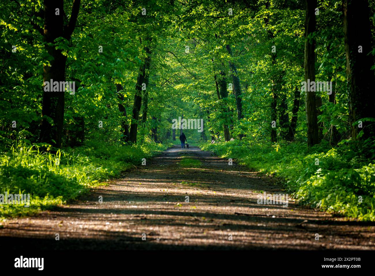 A man and his two dogs stroll along a treelined path in the natural ...