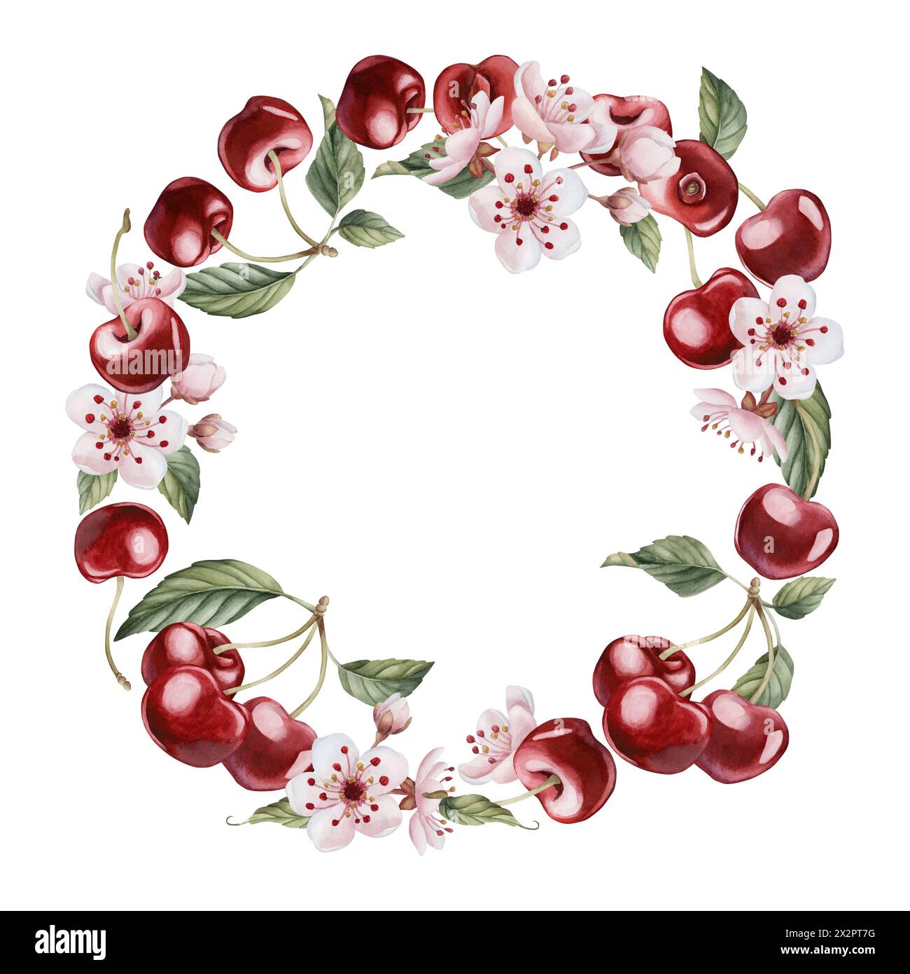 Cherry berries with flowers and leaves, watercolor isolated ...