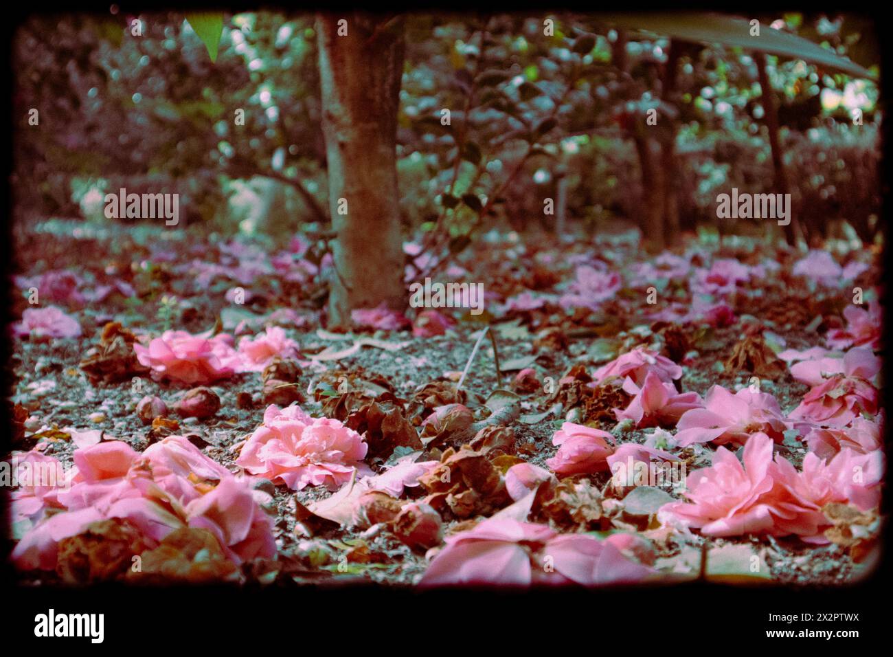 Cinematic flowers hi-res stock photography and images - Alamy