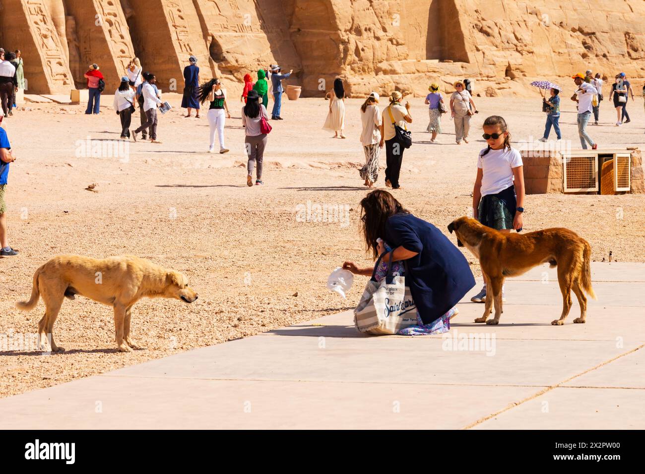 Female Tourist feeding stray, feral wild dogs at The temple of Ramses ...