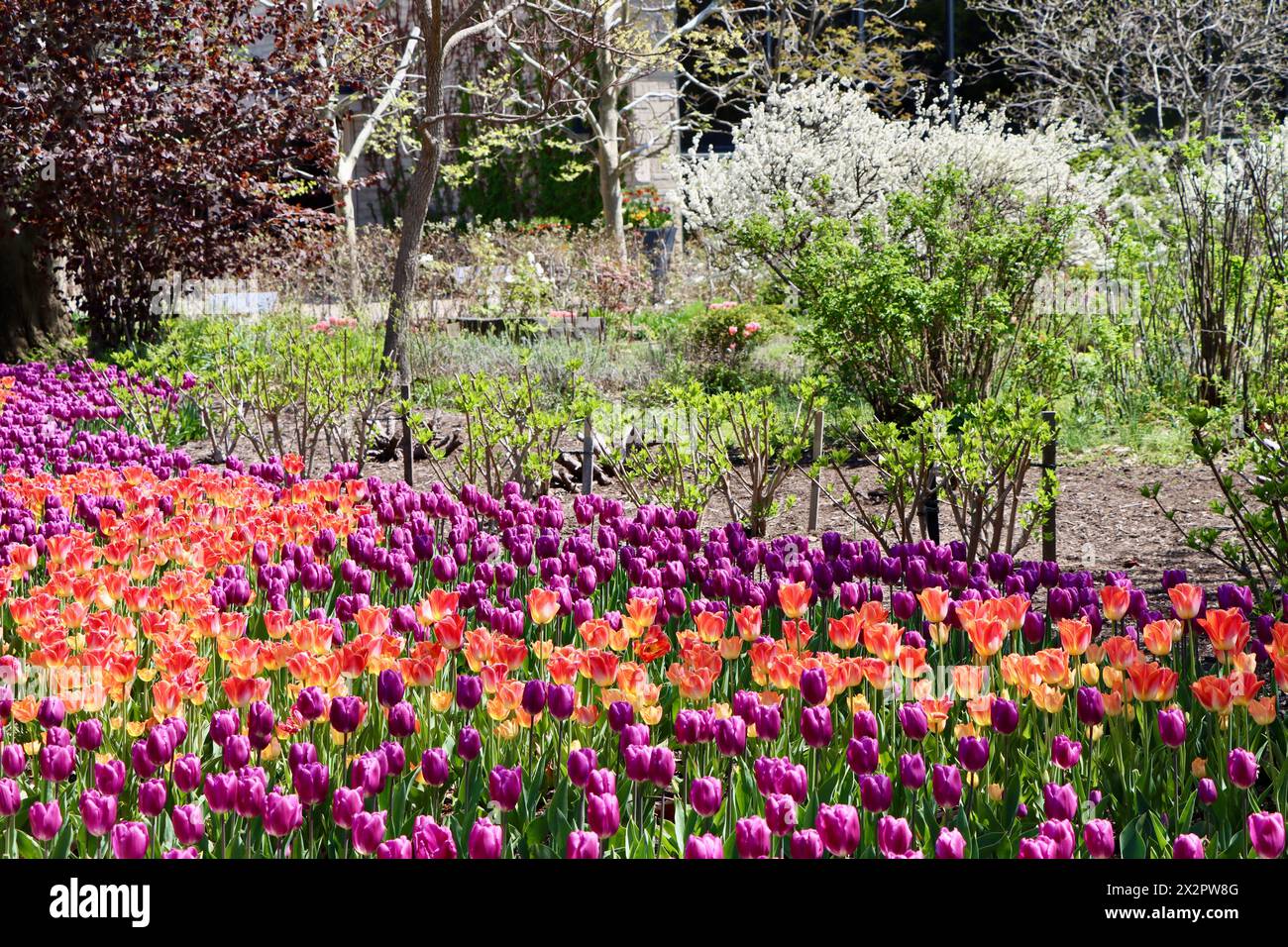 Tulips at the Cleveland Botanical Garden in April 2024 Stock Photo - Alamy