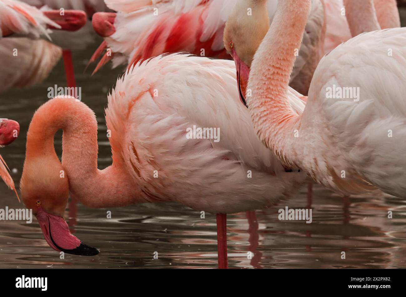 Pink flamingos, detail, Camargue nature reserve, Rhône delta, southern ...