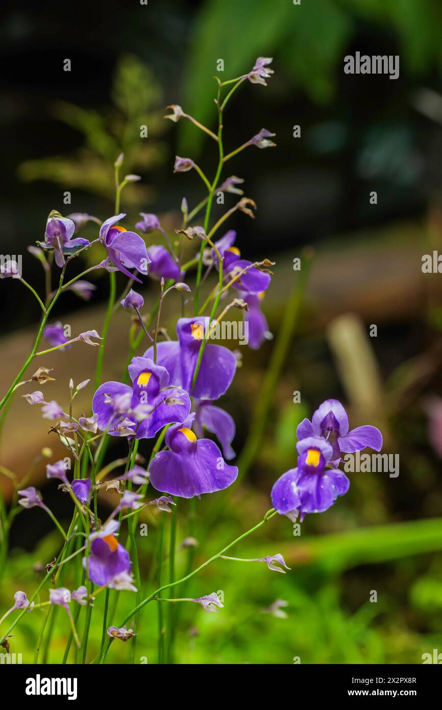 Graceful predatory Bright purple flowers of Utricularia, bloom of ...