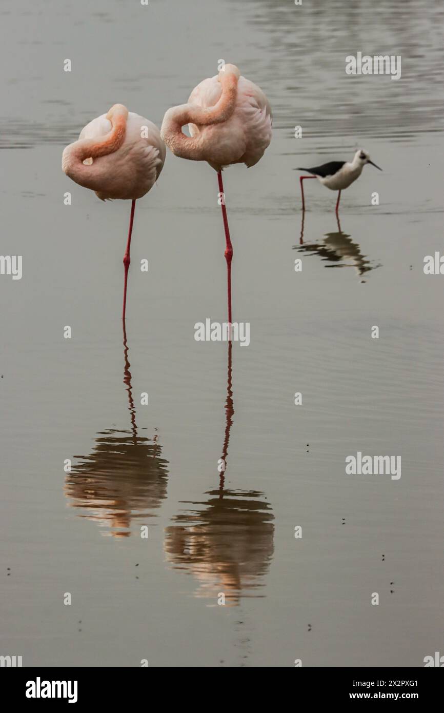 Two flamingos sleeping in the pond and their reflexion, and black ...