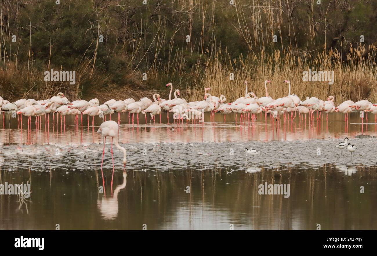 Pink flamingos in the pond, Camargue nature reserve, Rhône delta ...