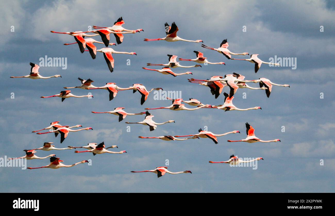 Pink flamingos in flight, Camargue region, Rhône delta, southern France ...