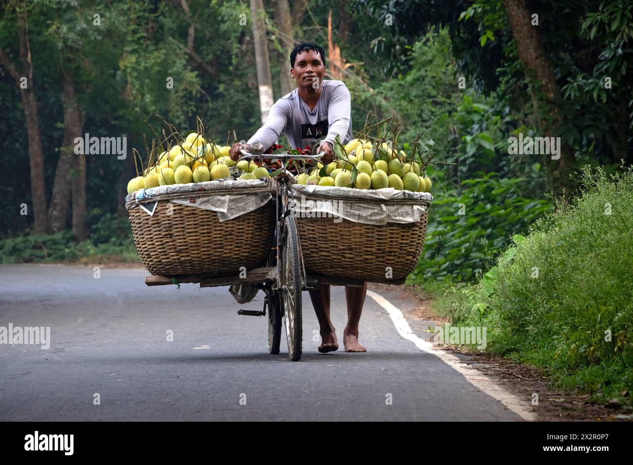 April 23, 2024, Chapainawabganj, Rajshahi, Bangladesh: Farmers carry ...