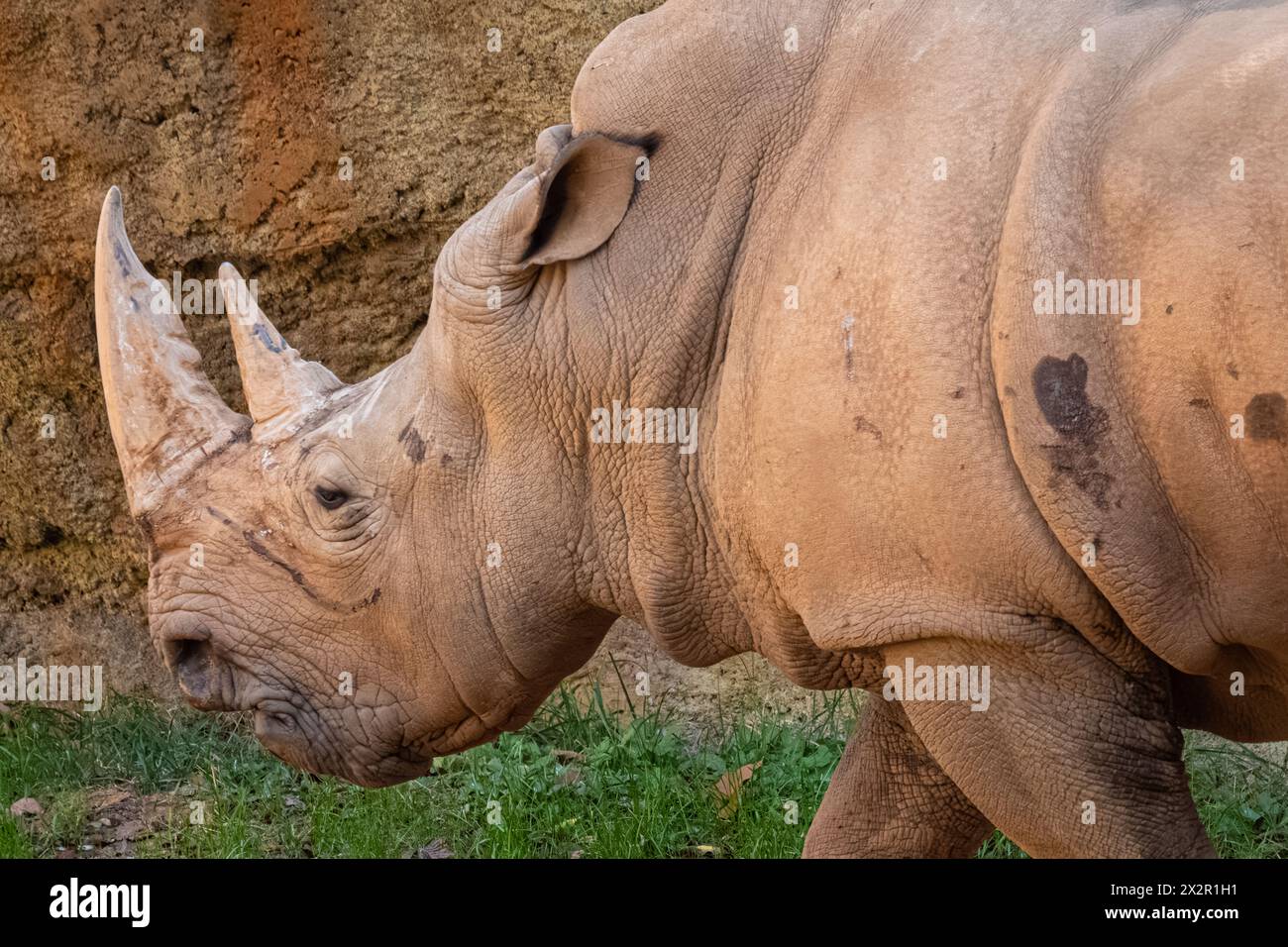 Southern white rhinoceros (Ceratotherium simum simum) in the African ...