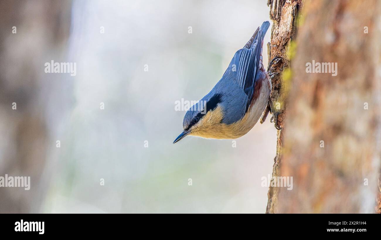 China birds hi-res stock photography and images - Alamy