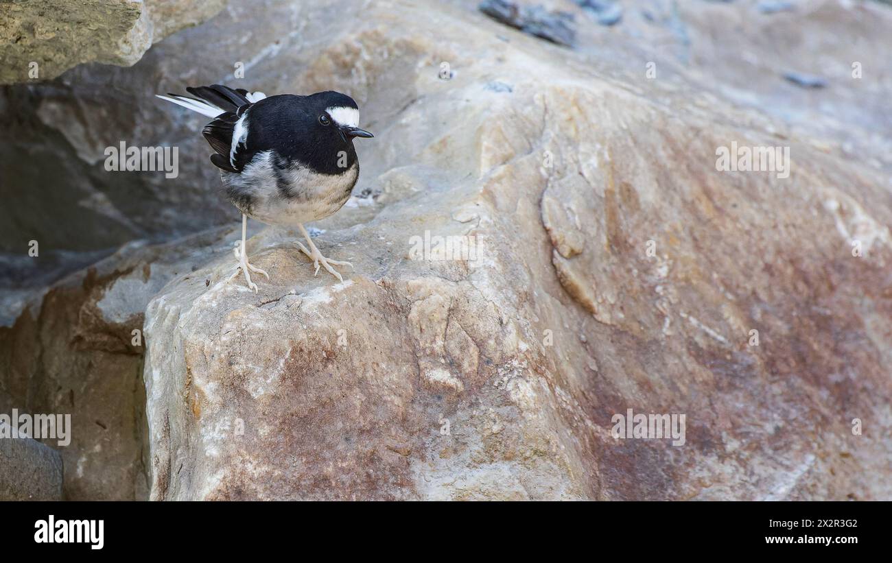 Forktail bird hi-res stock photography and images - Alamy