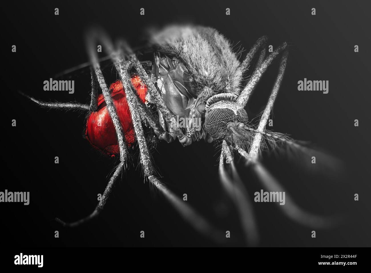 Mosquito full of blood on a black background. Close-up macro shot of an ...