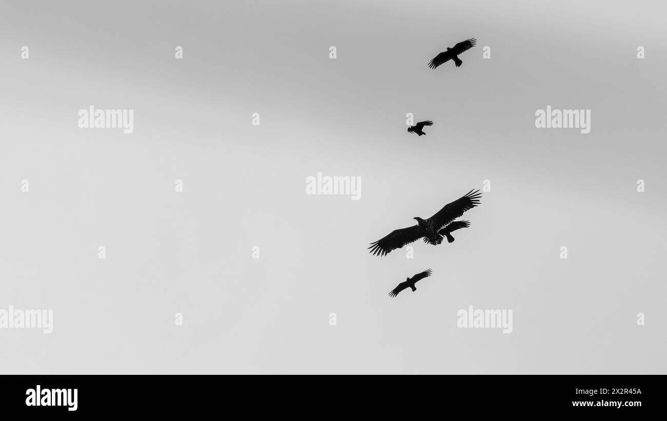 Wild Chinese White-tailed Eagle chased by crows in Sichuan, China in ...