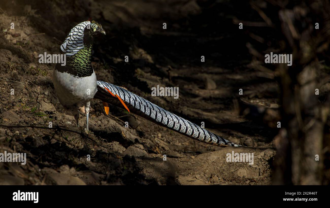 Pheasants tail hi-res stock photography and images - Alamy