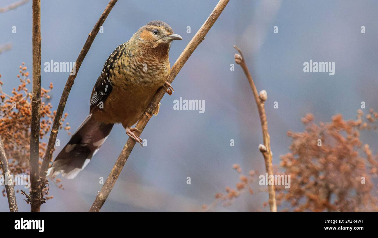 Ianthocincla maxima hi-res stock photography and images - Alamy