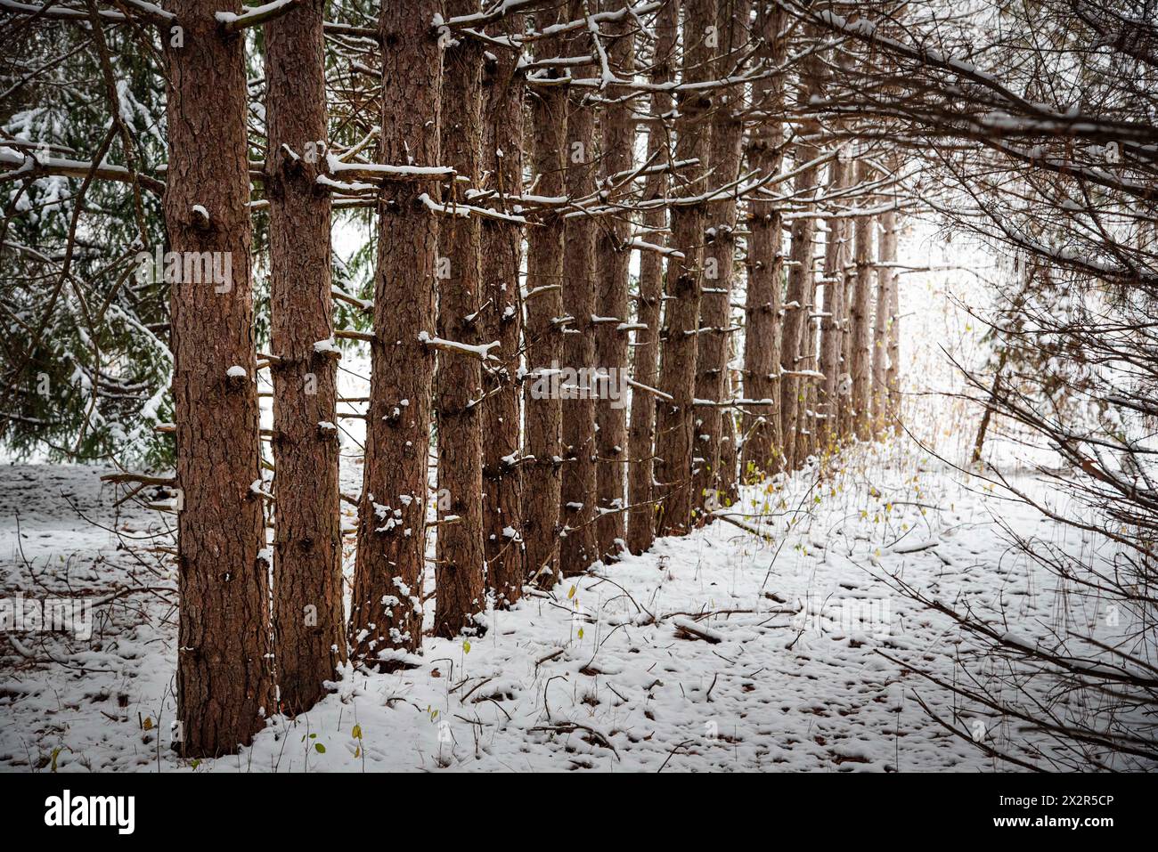 A row of pine trees in a forest during a snowy winter in Minnesota ...