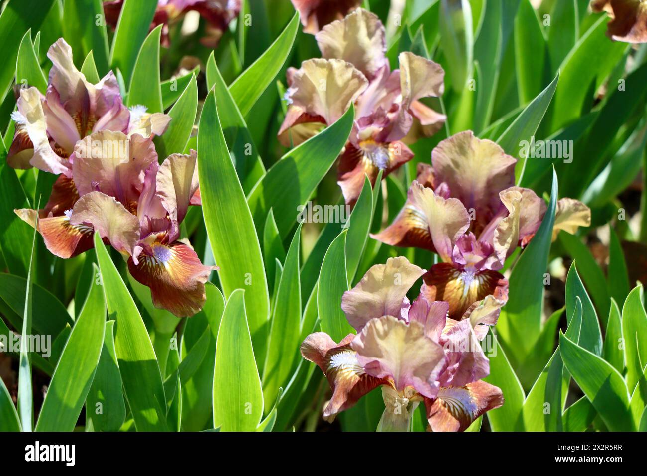 The iris garden hi-res stock photography and images - Alamy