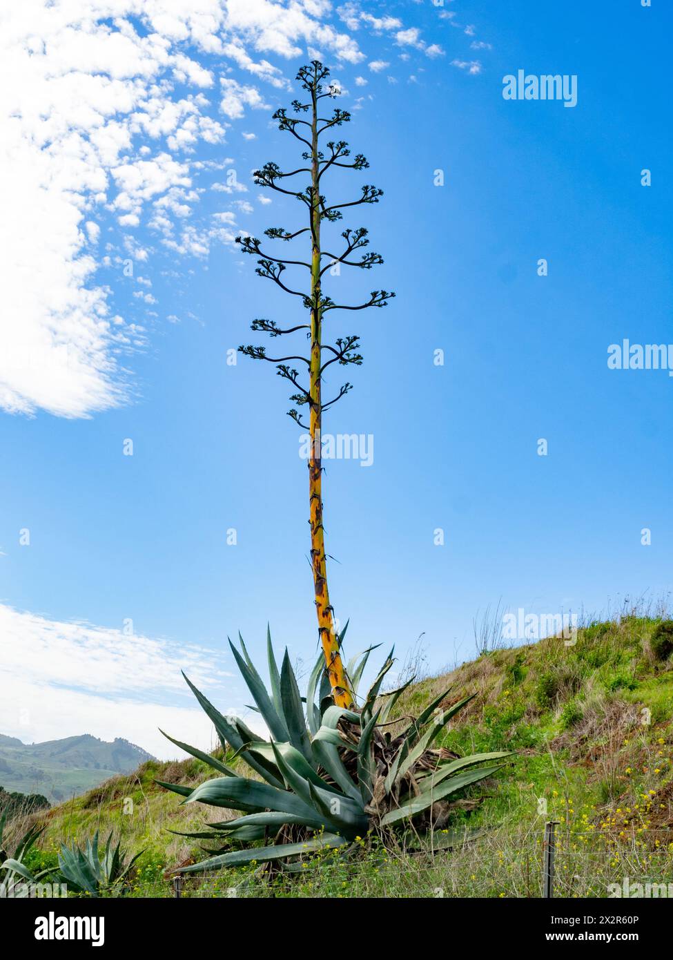 Agave tree plant on a green hill Stock Photo - Alamy
