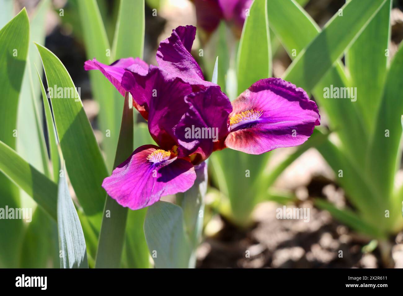 The iris garden hi-res stock photography and images - Alamy