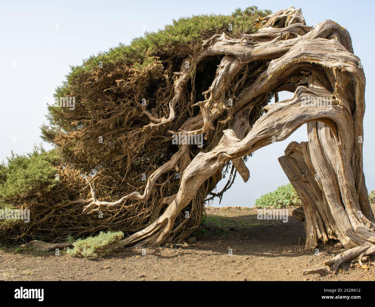 El hierro tree hi-res stock photography and images - Alamy