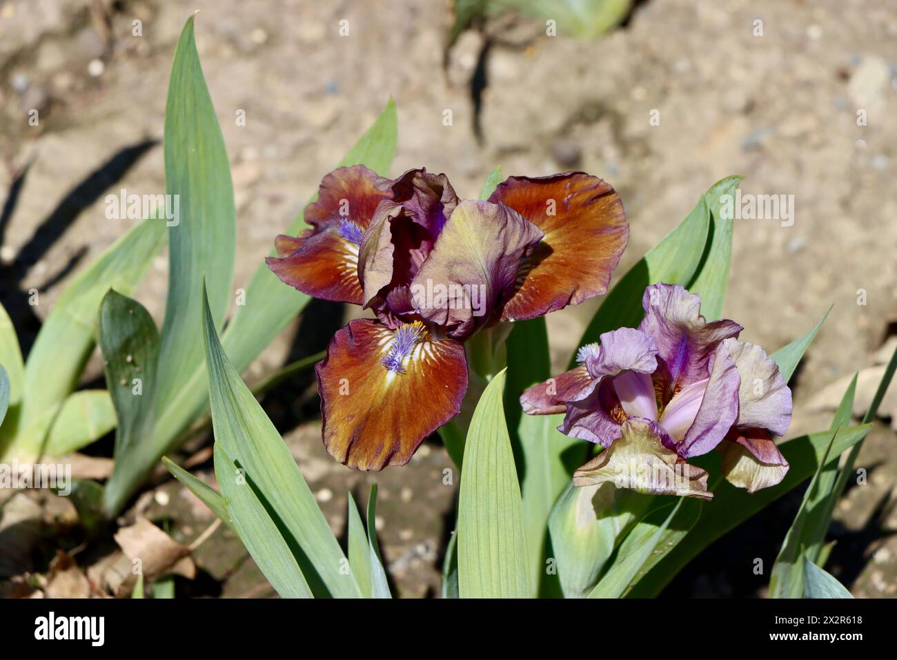 The iris garden hi-res stock photography and images - Alamy