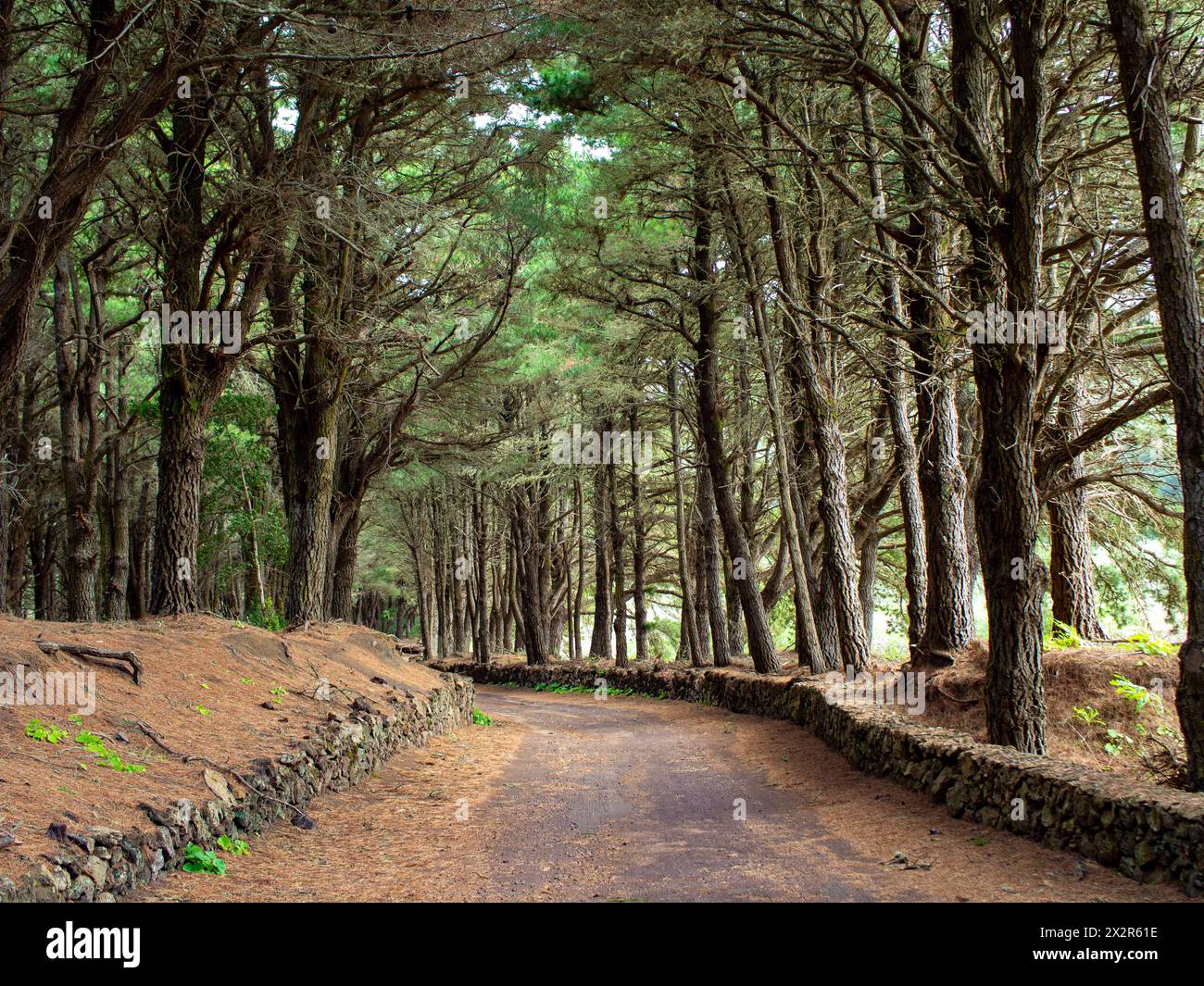 Forest road pine rainforest mountain hi-res stock photography and ...