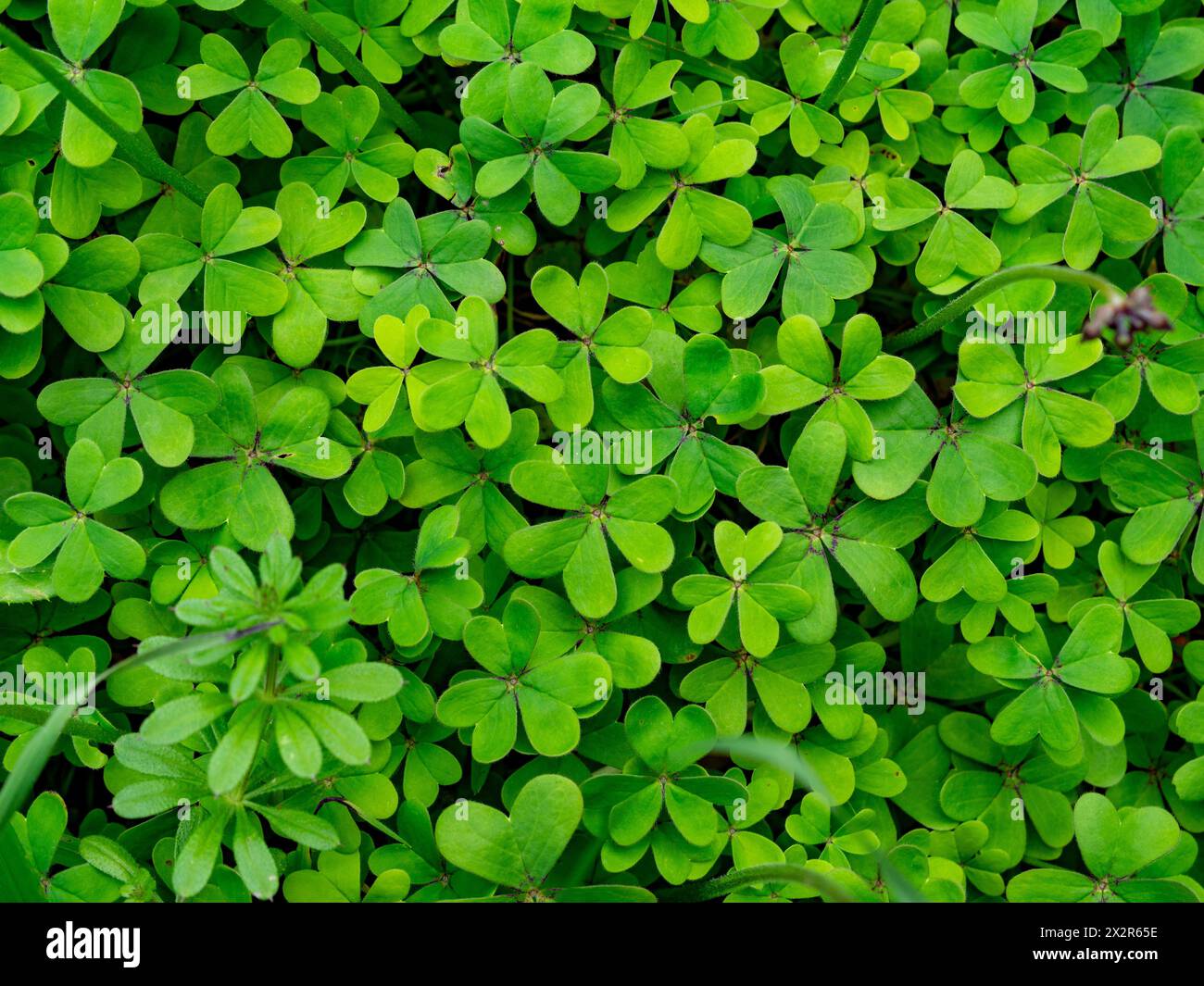 Clover texture hi-res stock photography and images - Alamy