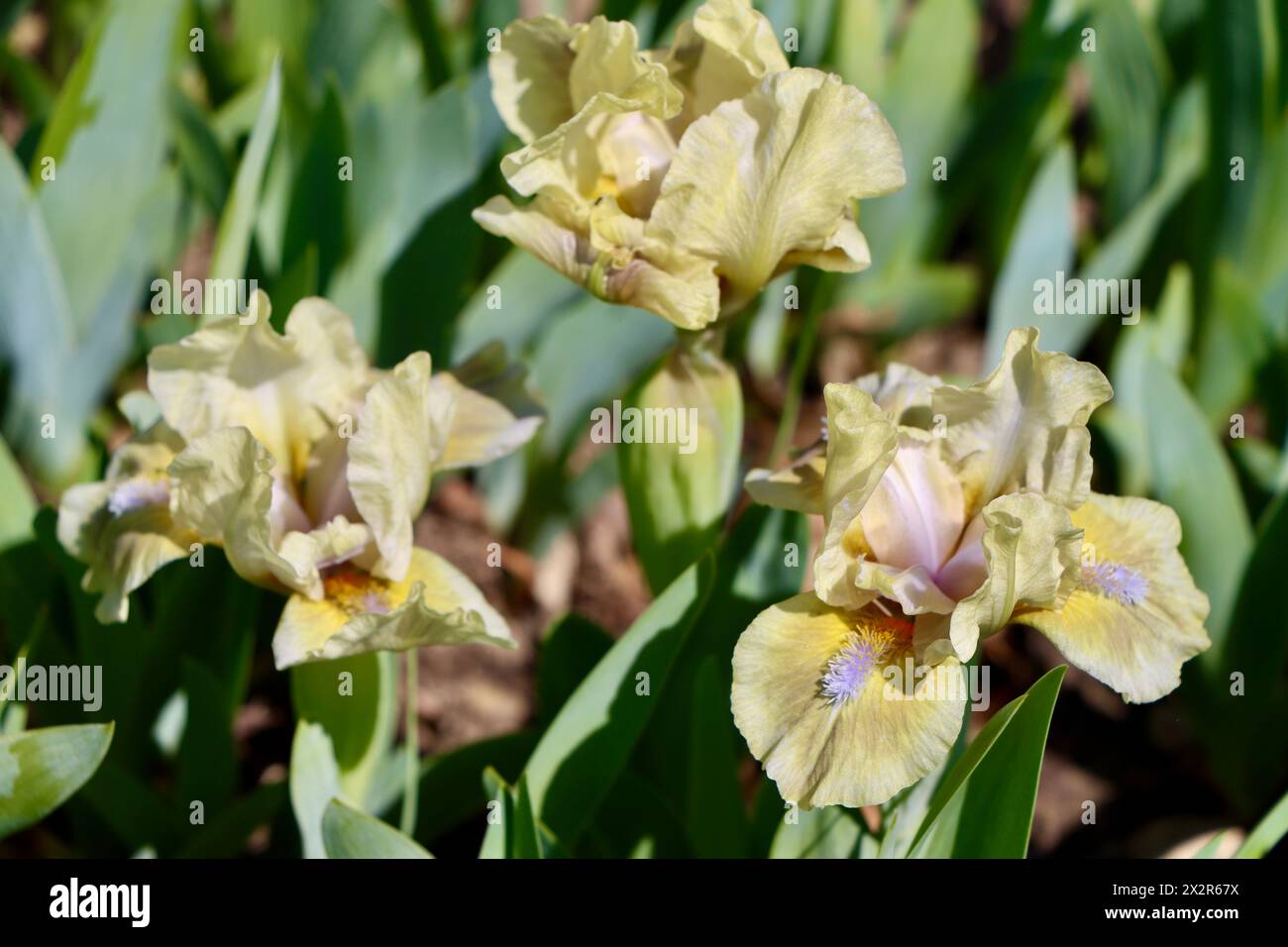 Yankee Skipper Iris at Willott Iris Garden in Cleveland, Ohio Stock ...
