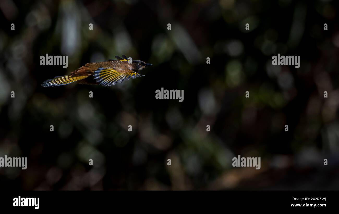 Sichuan forest thrush hi-res stock photography and images - Alamy