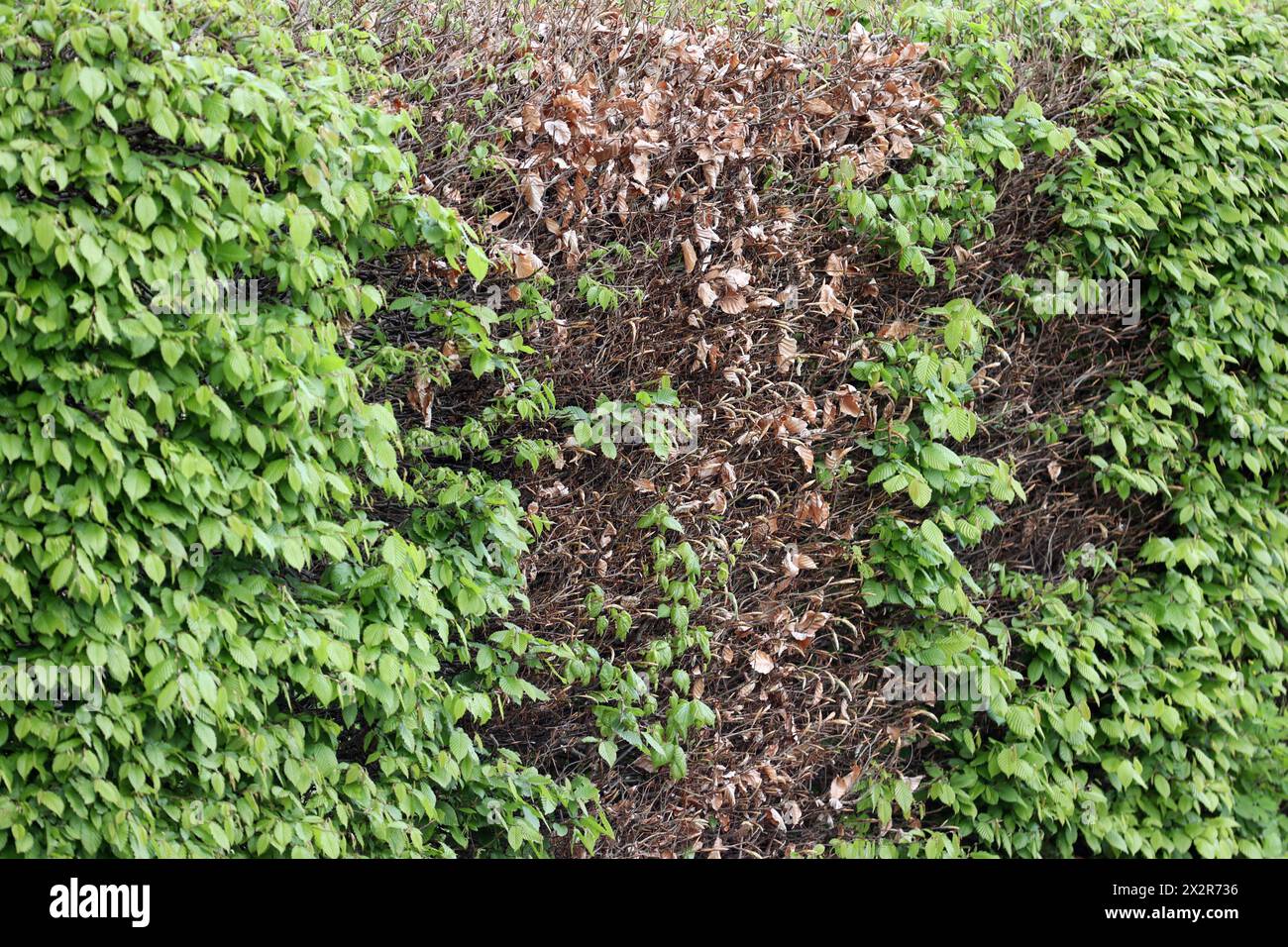 Buchenhecken als Einfriedung Frische Blätter einer langen Buchenhecke ...