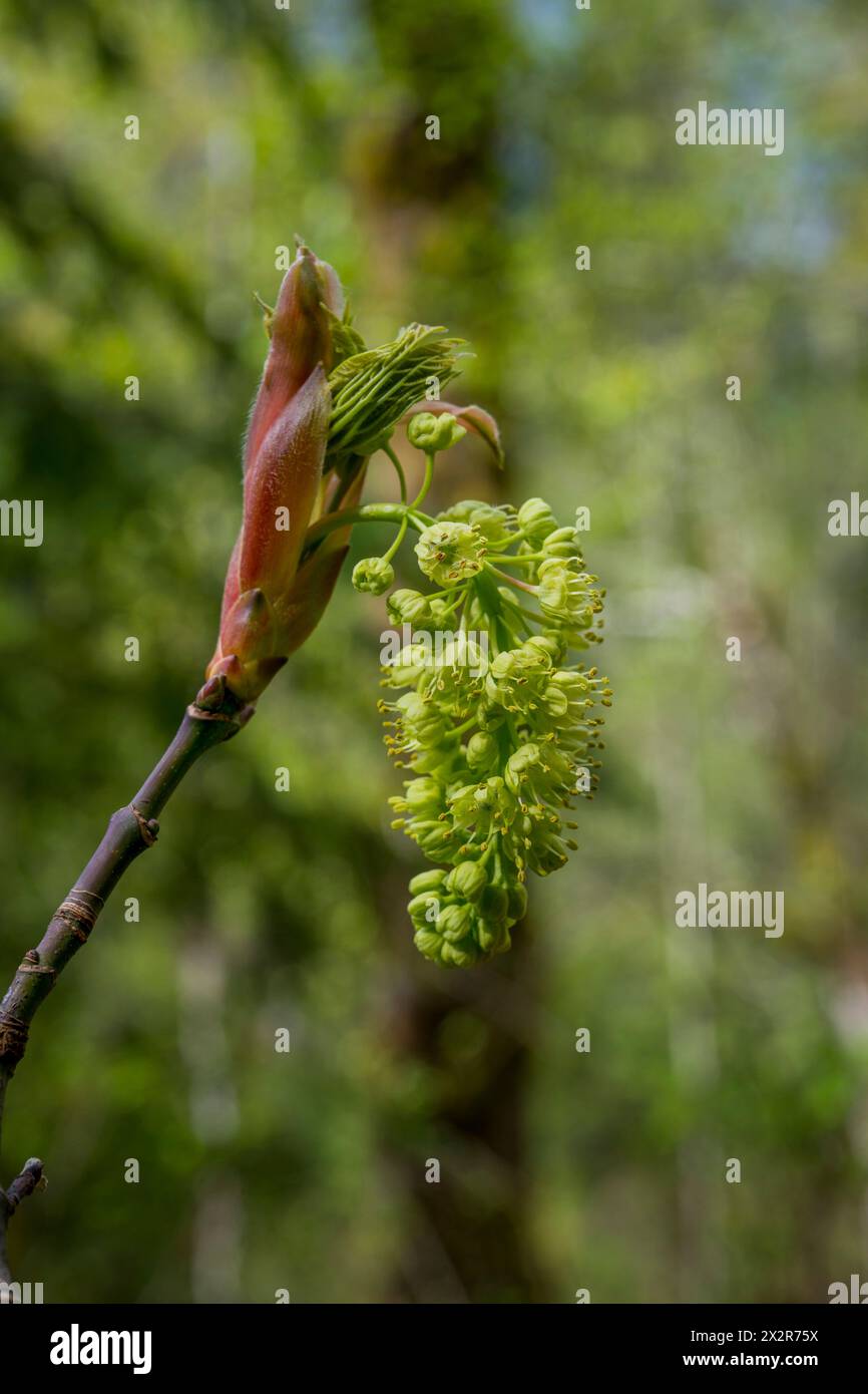 Close-up of a Maple tree flower in springtime along the Mailbox Peak ...