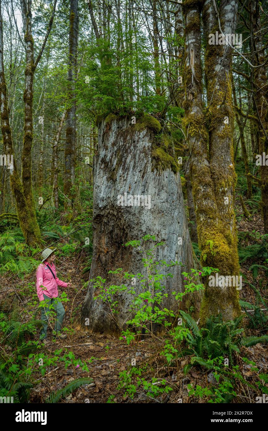A hiker (released) is looking at a huge tree stump (remaining from ...