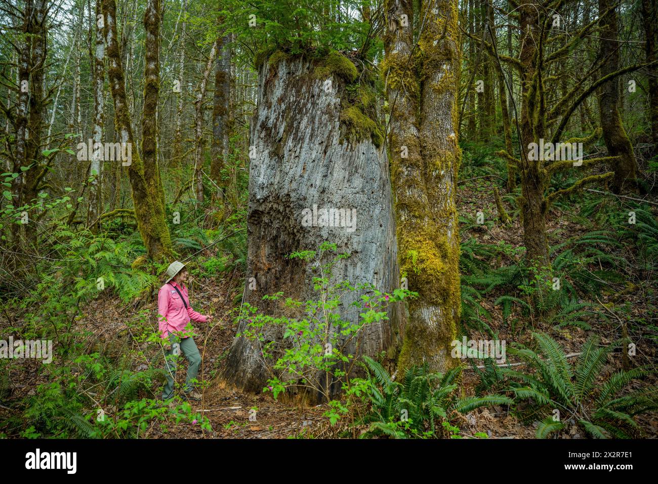 A hiker (released) is looking at a huge tree stump (remaining from ...