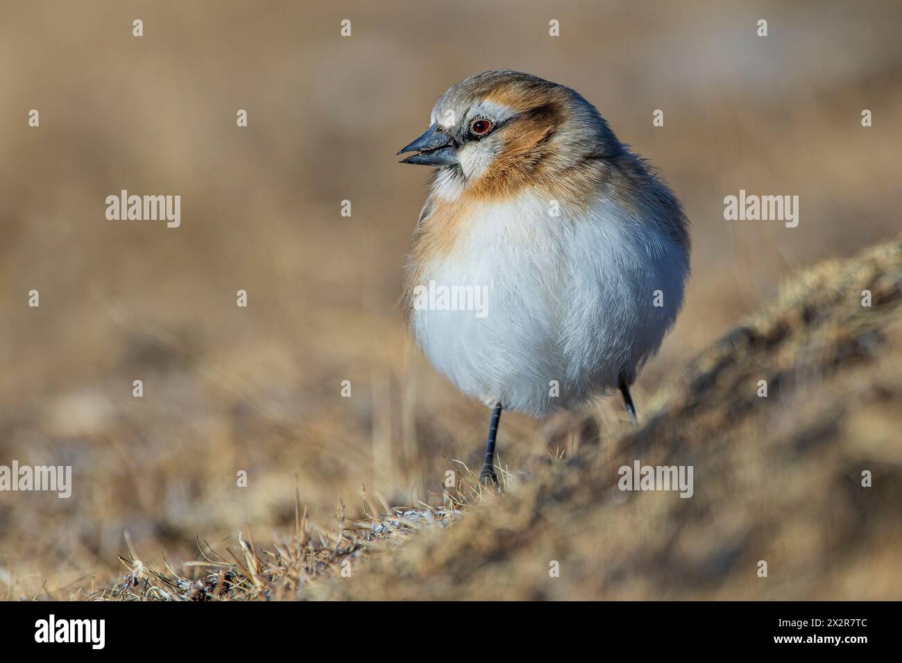 Tibet snowfinches hi-res stock photography and images - Alamy